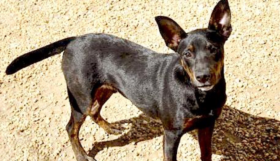 Meet Darwin, This Week's Adoptable Running Puppy - Philadelphia Magazine