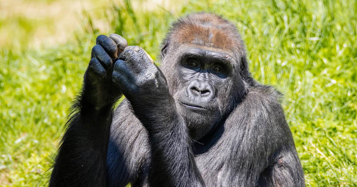 Philadelphia Zoo Gets Some Adorable New Animals